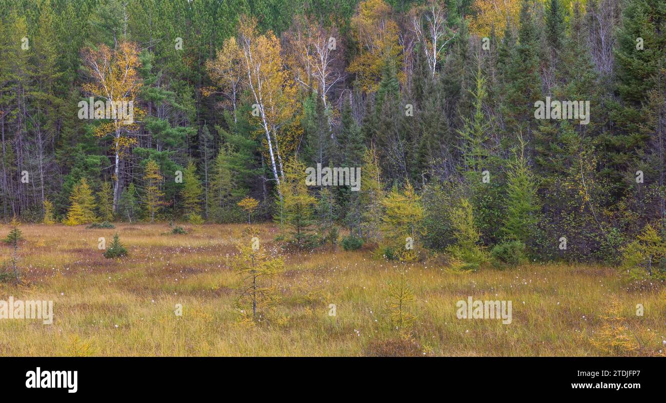 Tamarack pine hi-res stock photography and images - Alamy
