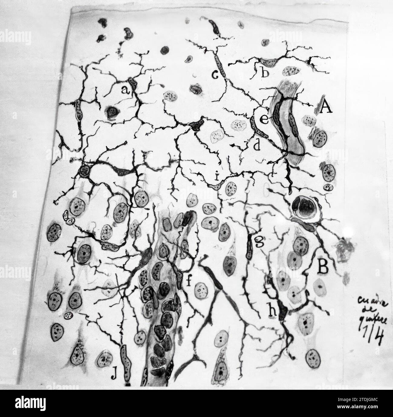 12/31/1939. Drawing of nerve cells by Santiago Ramón y Cajal. Credit ...