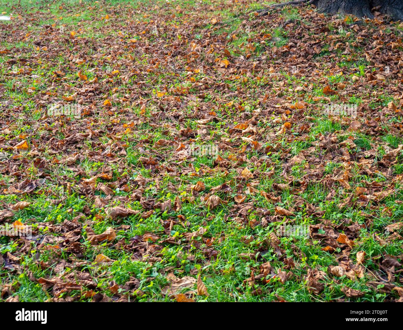 Autumn concept. Dry leaves lie on the green grass. December in the ...