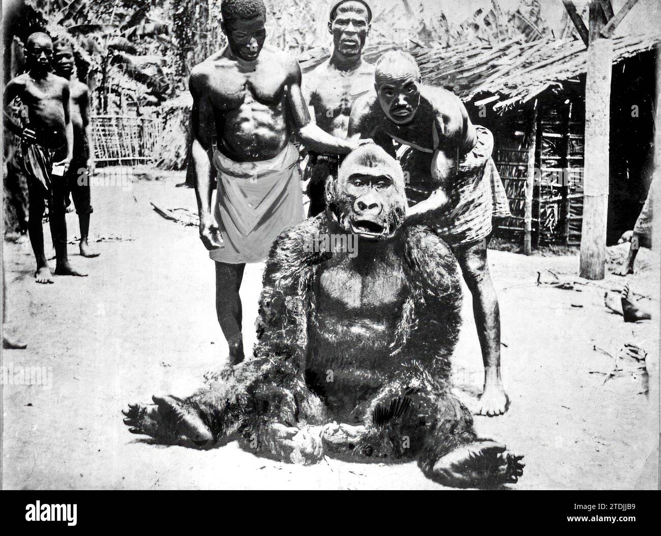 11/30/1912. A Monstrous animal. The largest gorilla hunted to date. He ...