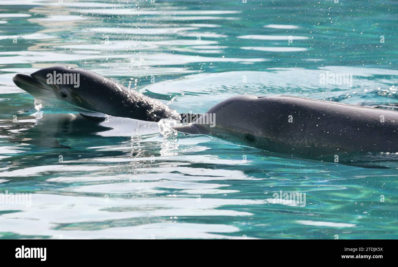 Madrid, November 8, 2005. Report from the Madrid Zoo aquarium. 16-day ...