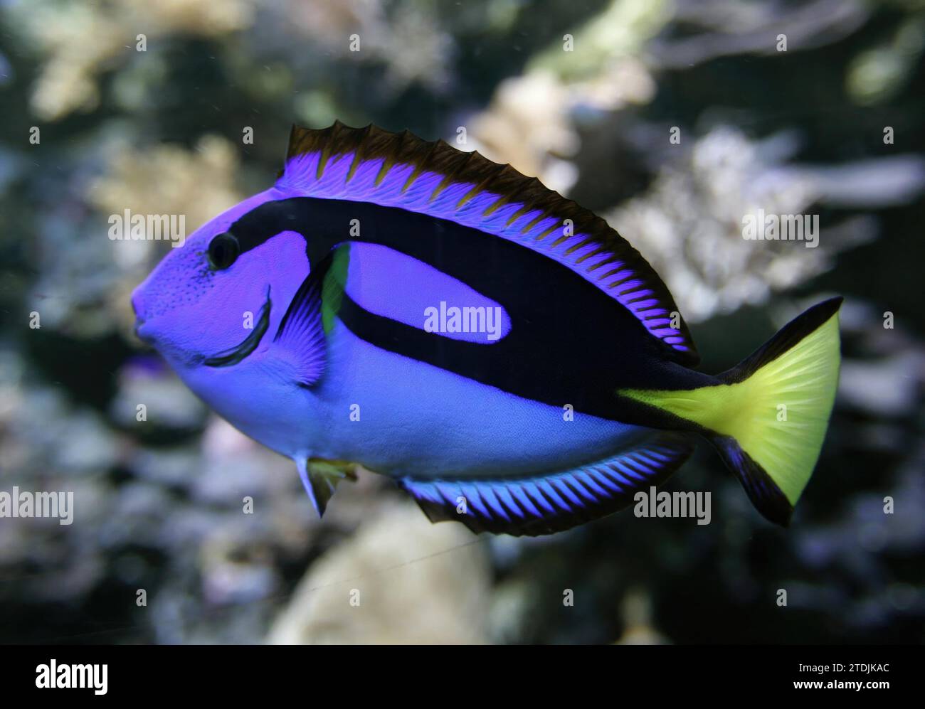 Madrid, November 8, 2005. Report from the Madrid Zoo aquarium. Blue ...