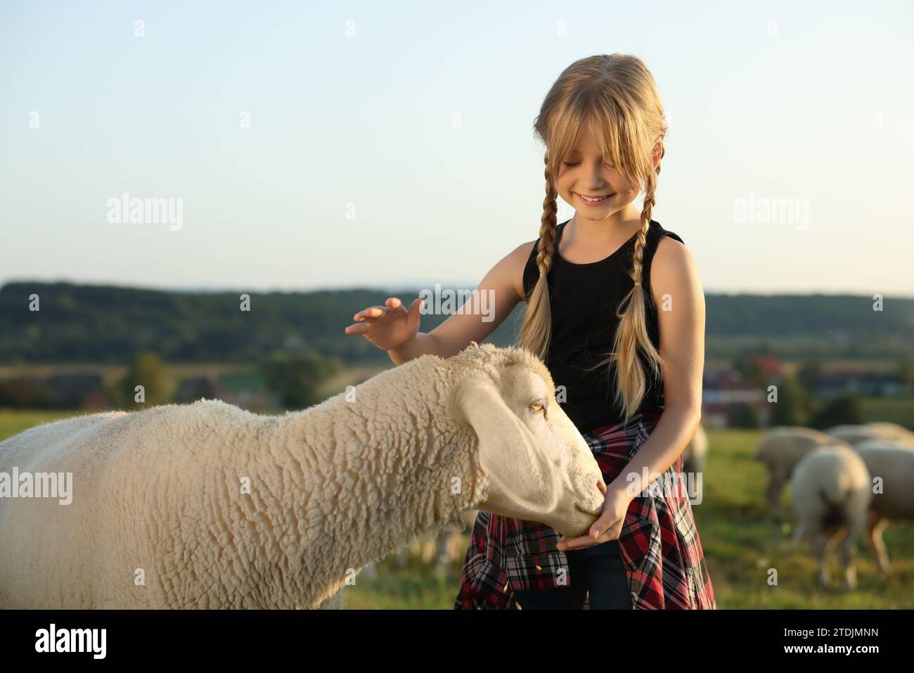 Girl feeding sheep on pasture. Farm animals Stock Photo - Alamy
