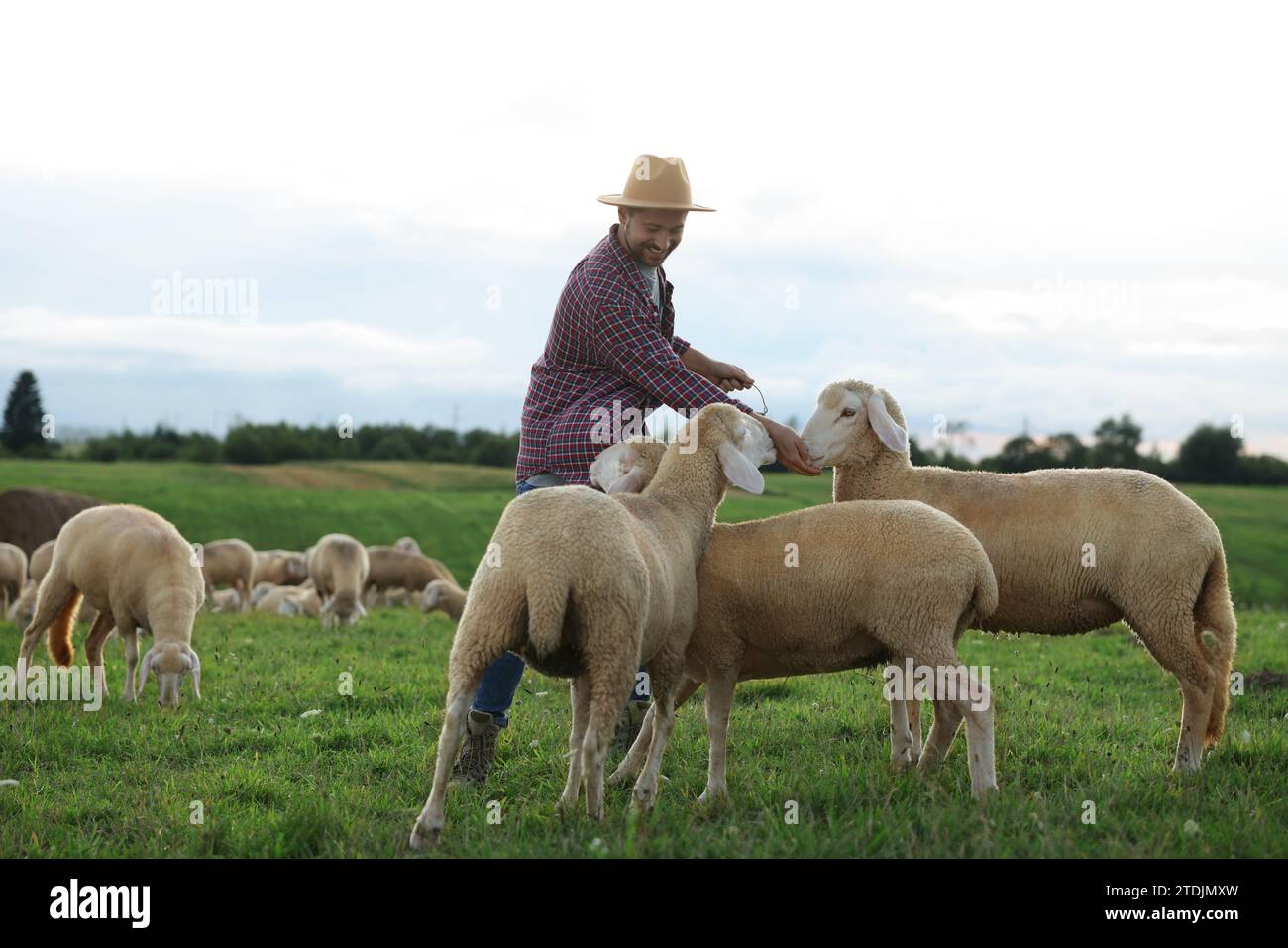 Smiling man with bucket feeding sheep on pasture at farm Stock Photo ...