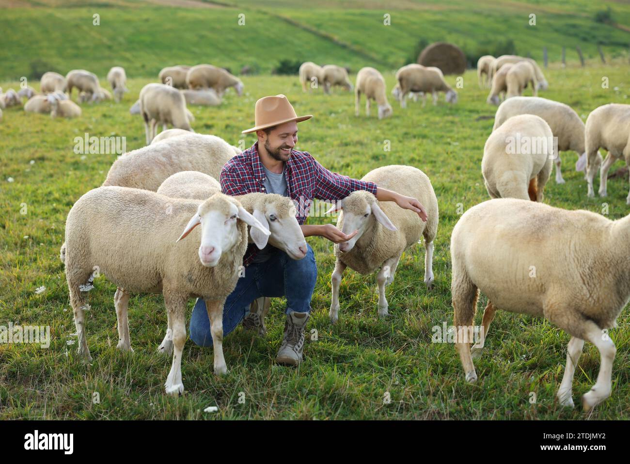 Man feeding sheep on hi-res stock photography and images - Alamy