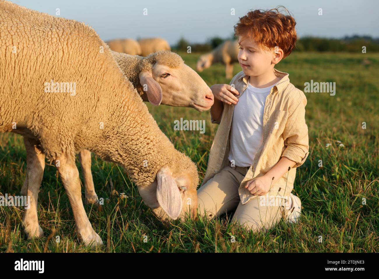 School boy and sheep hi-res stock photography and images - Alamy