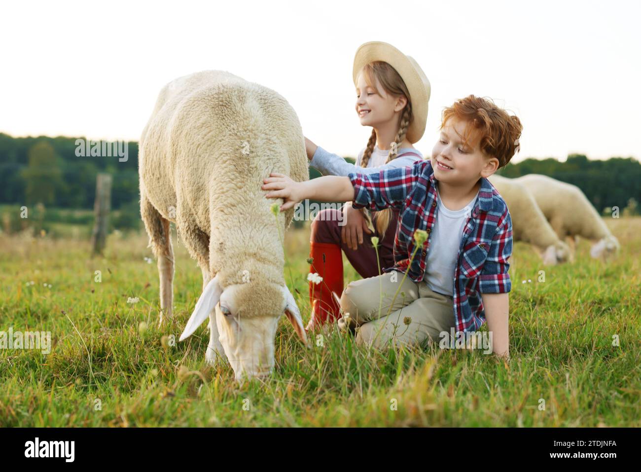 Primary school farm sheep hi-res stock photography and images - Alamy
