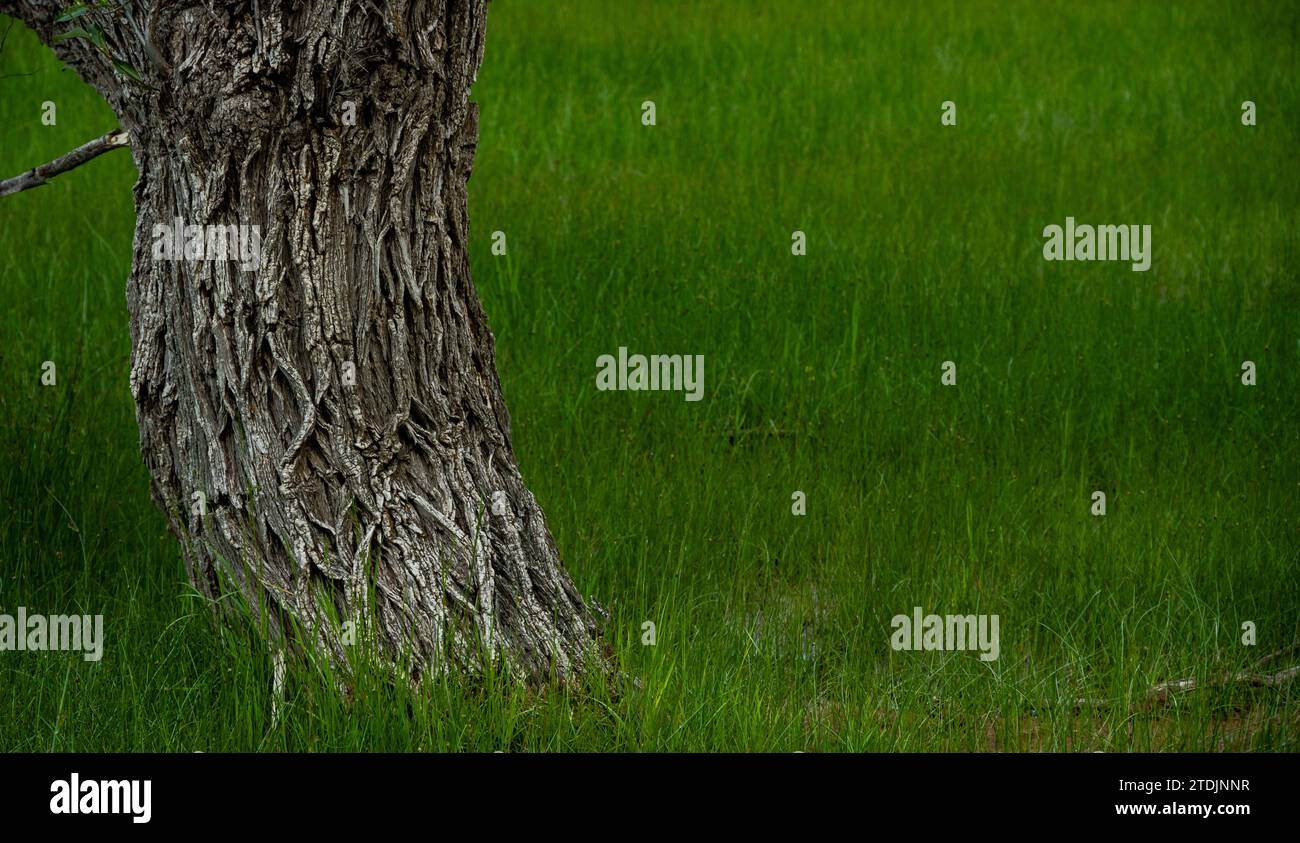 Gray Tree Trunk In Green Grass Field Stock Photo - Alamy