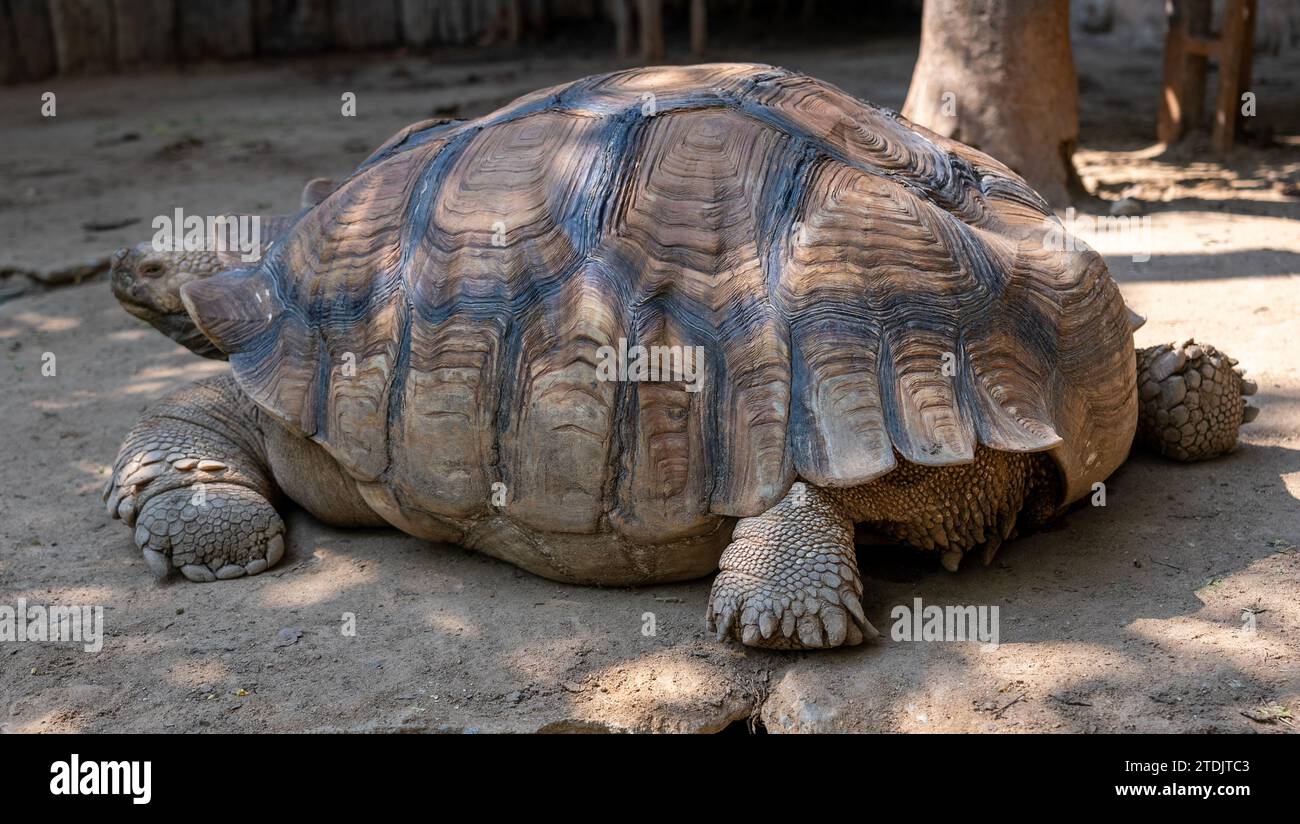 Turtles Terrapins and Tortoises Stock Photo - Alamy