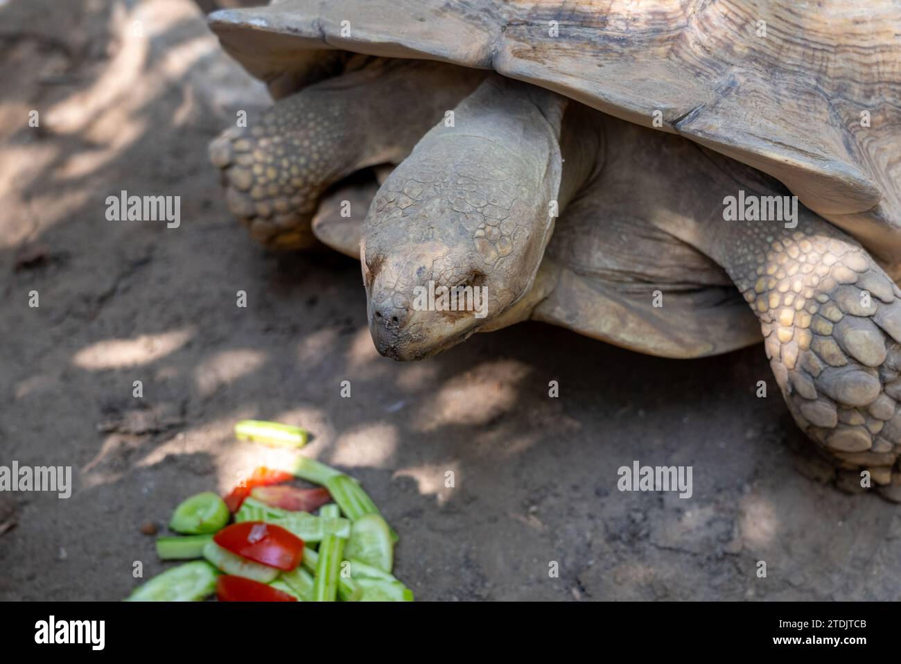 Turtles Terrapins and Tortoises Stock Photo - Alamy