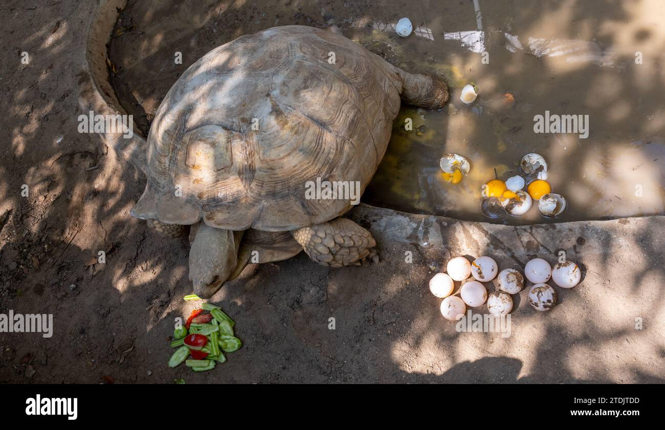 Turtles Terrapins and Tortoises Stock Photo - Alamy