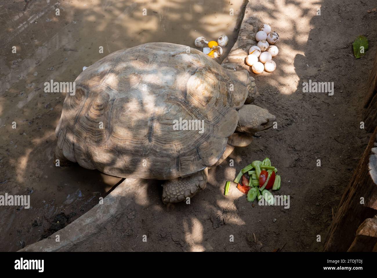 Turtles Terrapins and Tortoises Stock Photo - Alamy
