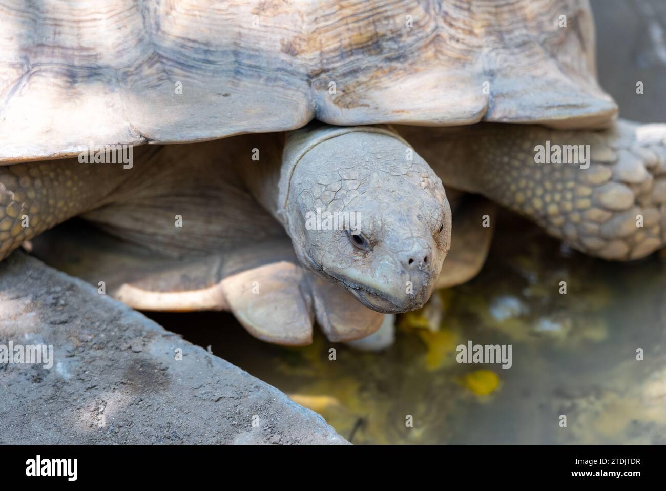 Turtles Terrapins and Tortoises Stock Photo - Alamy