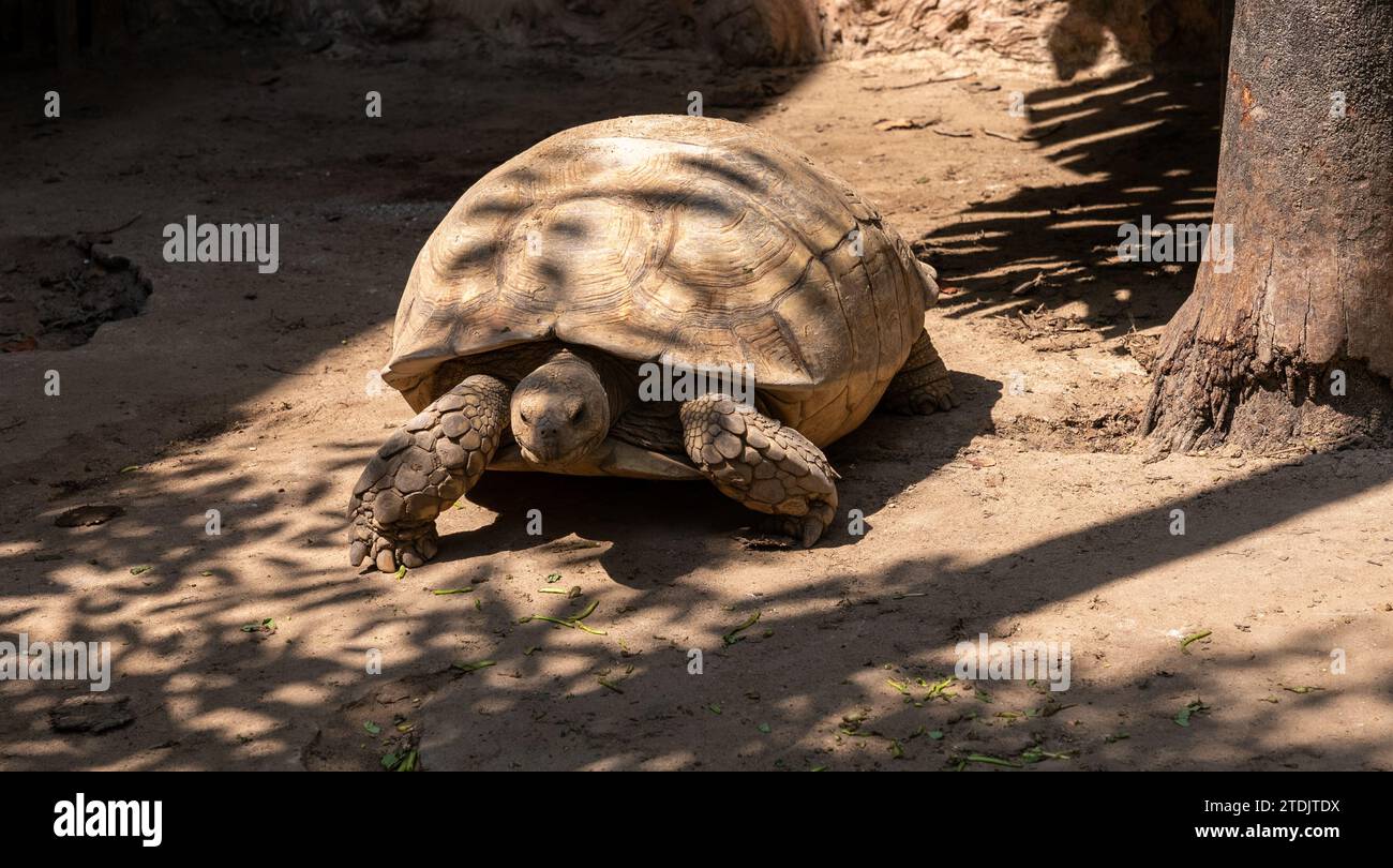 Waterbased animals hi-res stock photography and images - Alamy