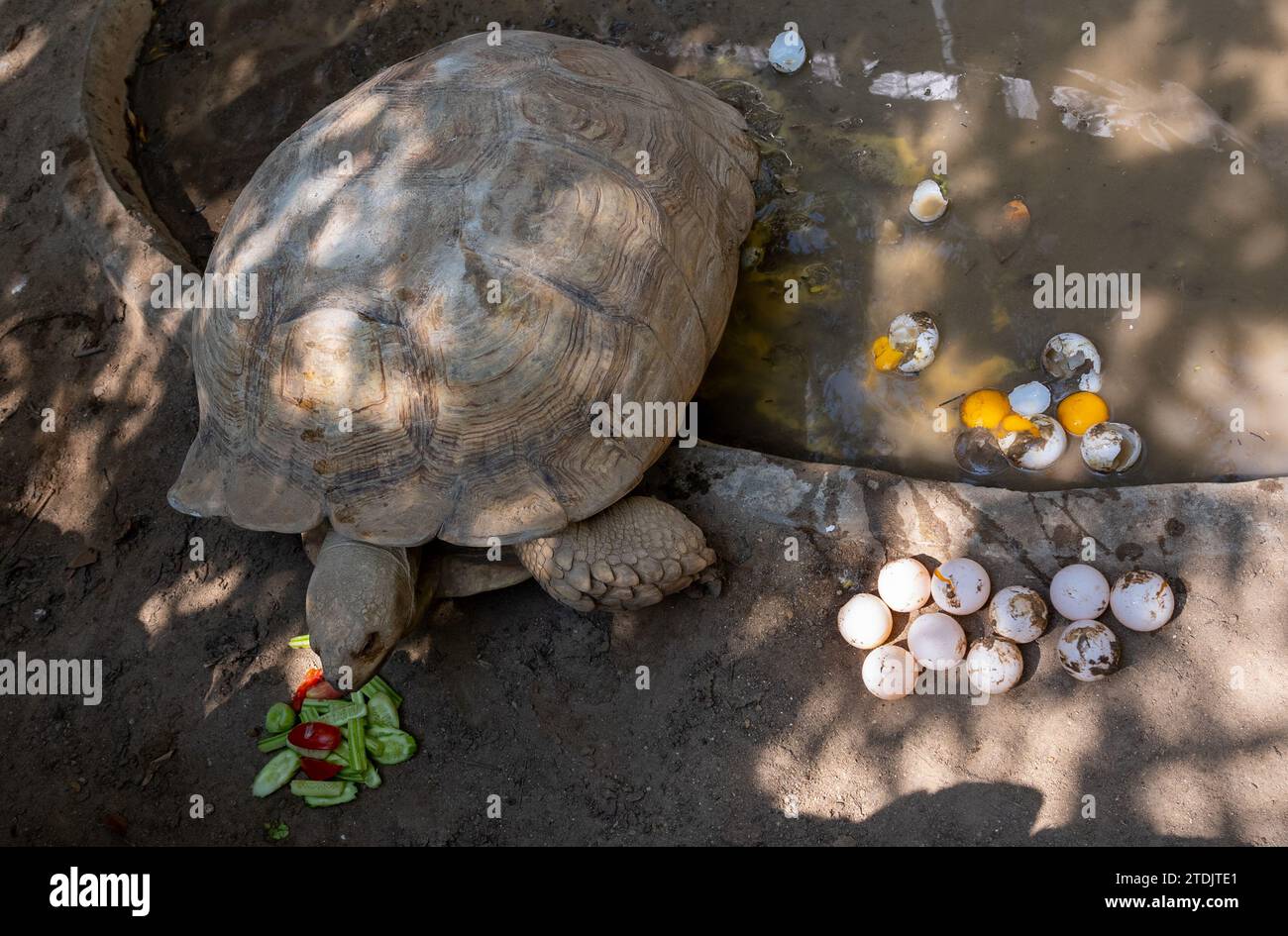 Turtles Terrapins and Tortoises Stock Photo - Alamy