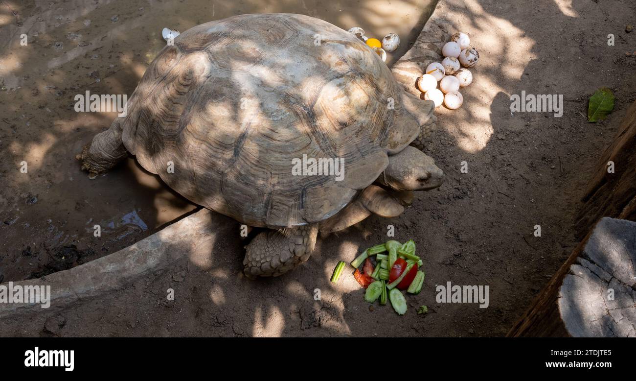 Turtles Terrapins and Tortoises Stock Photo - Alamy