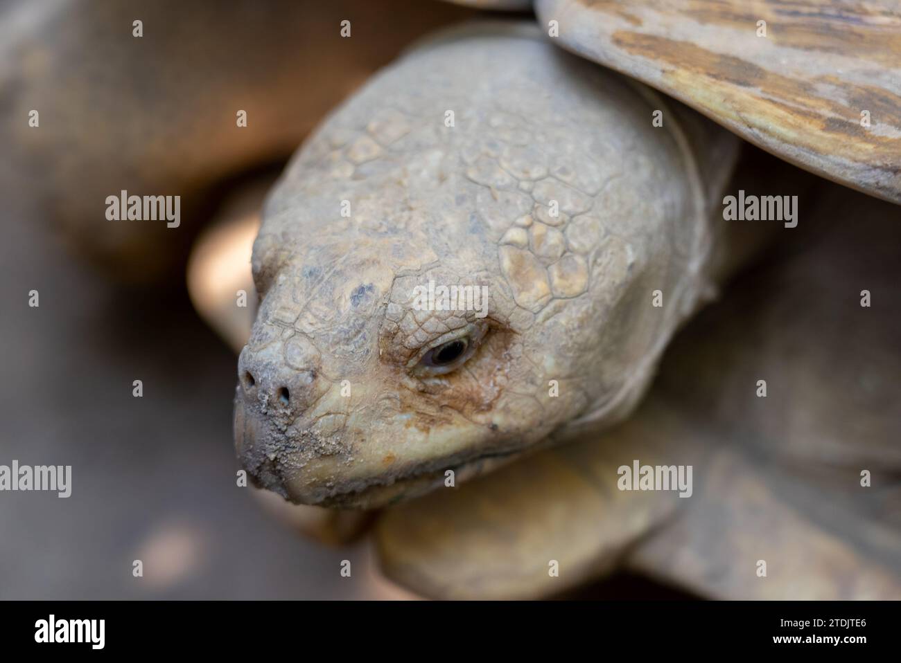 Turtles Terrapins and Tortoises Stock Photo - Alamy