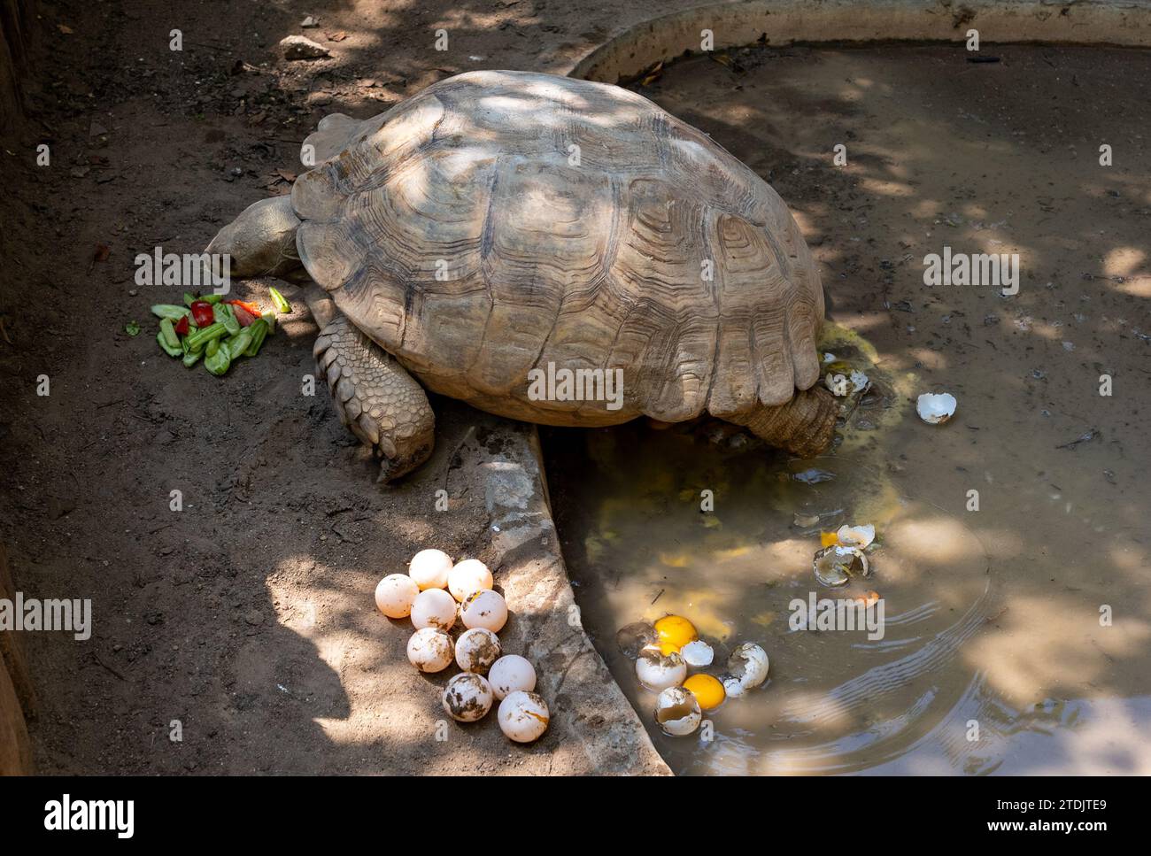 Turtles Terrapins and Tortoises Stock Photo - Alamy
