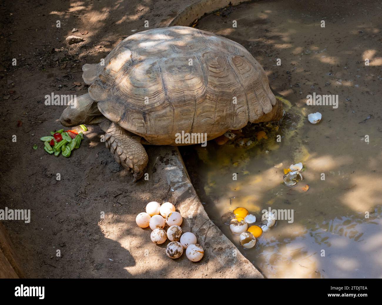 Turtles Terrapins and Tortoises Stock Photo - Alamy
