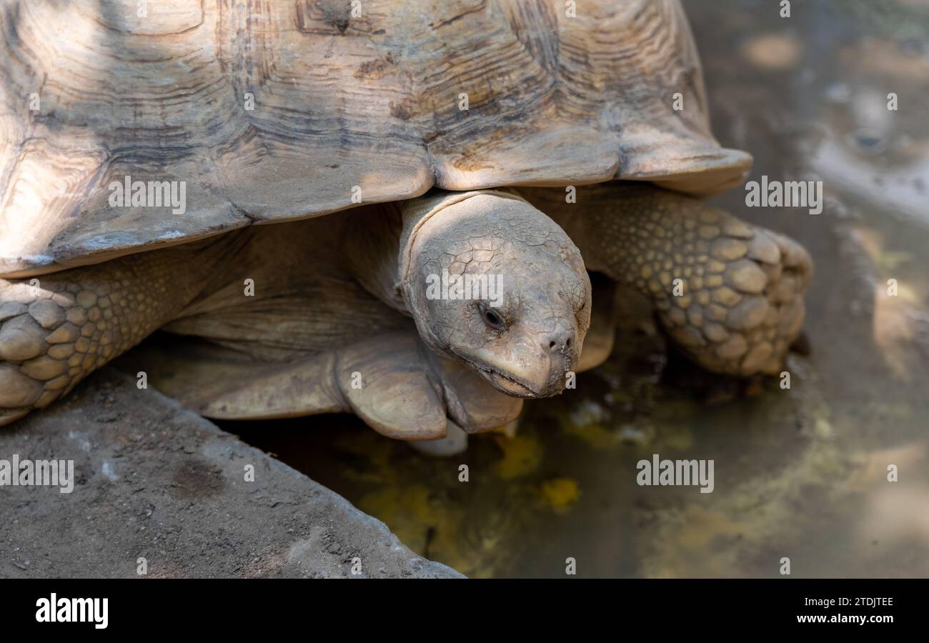 Turtles Terrapins and Tortoises Stock Photo - Alamy