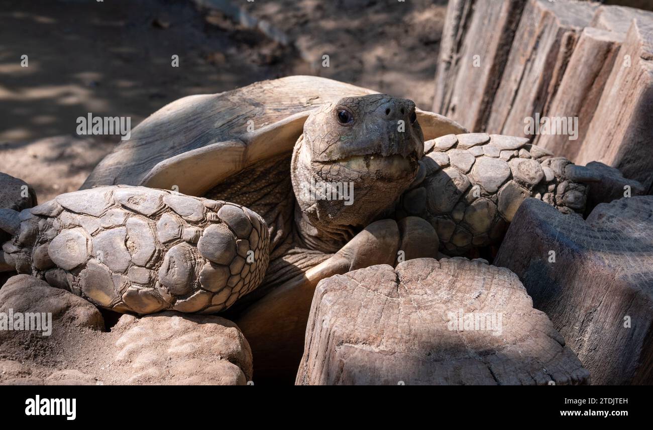 Turtles Terrapins and Tortoises Stock Photo - Alamy