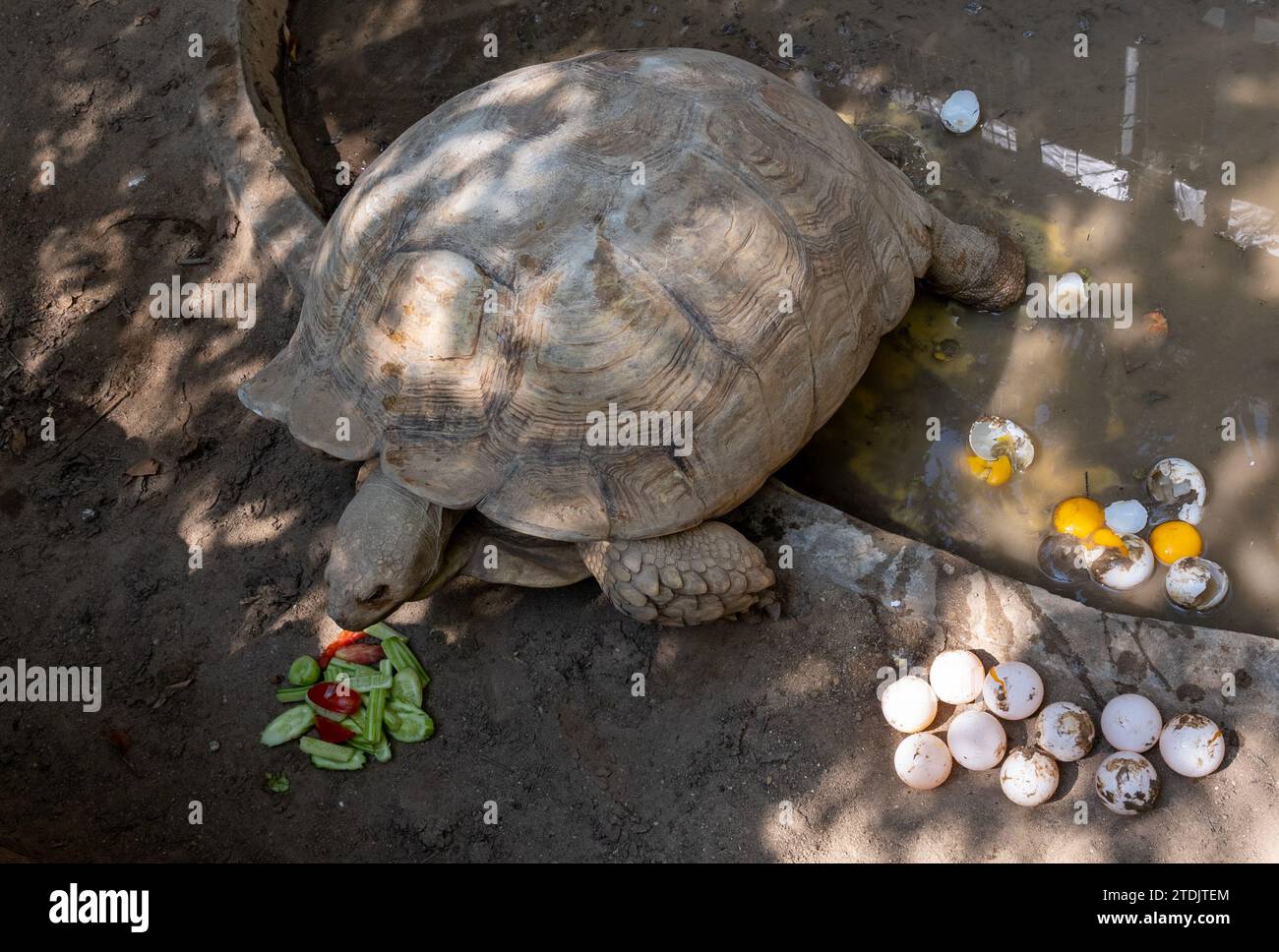 Turtles Terrapins and Tortoises Stock Photo - Alamy
