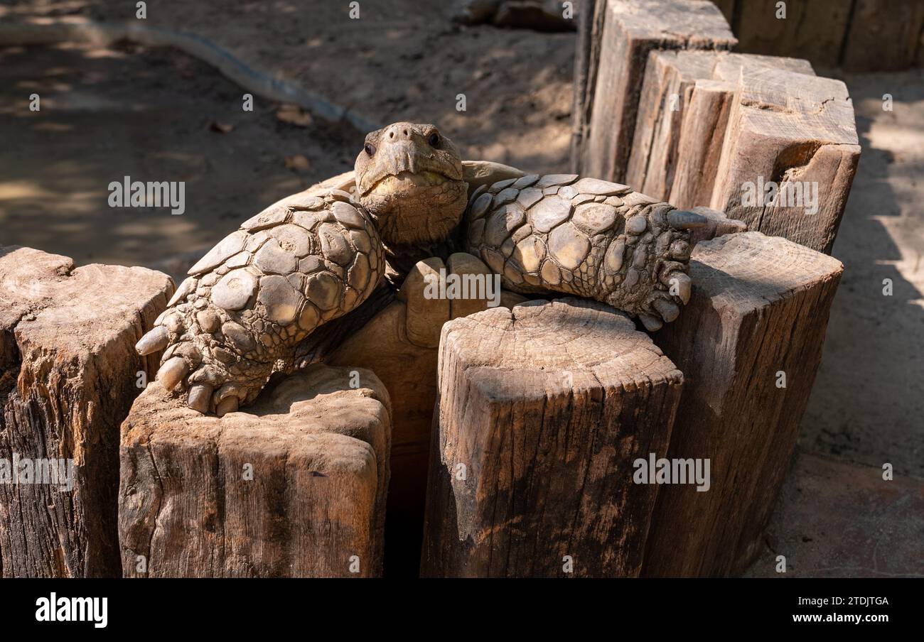 Turtles Terrapins and Tortoises Stock Photo - Alamy