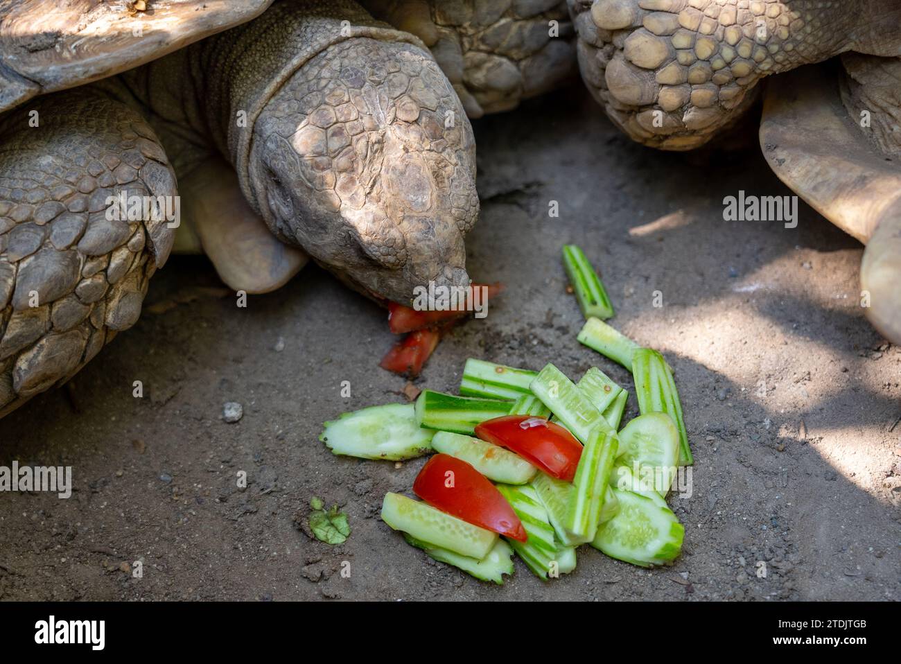 Turtles Terrapins and Tortoises Stock Photo - Alamy