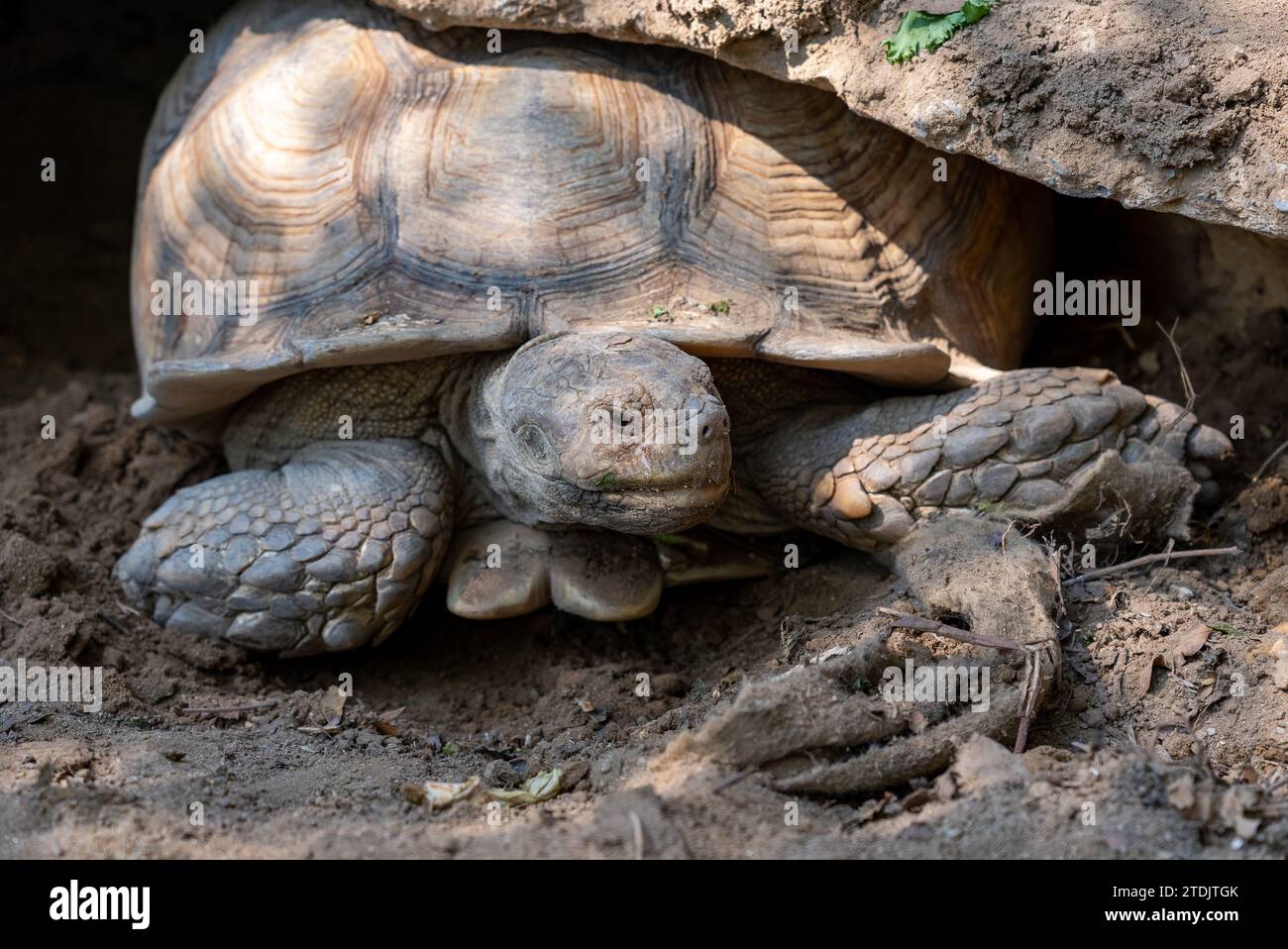 Turtles Terrapins and Tortoises Stock Photo - Alamy