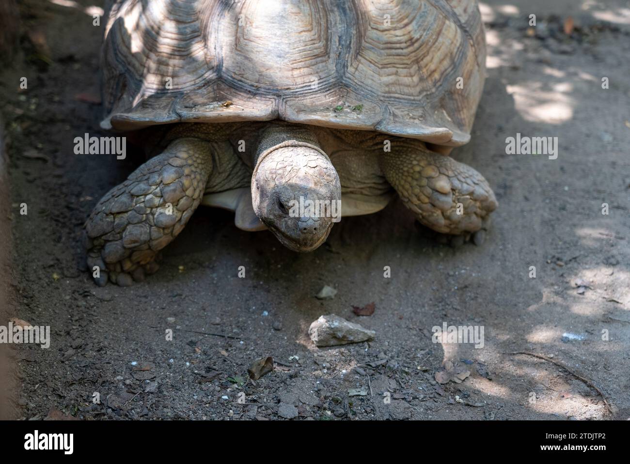 Turtles Terrapins and Tortoises Stock Photo - Alamy