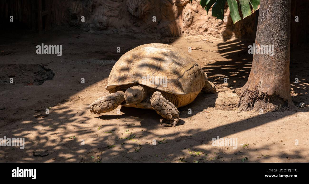 Turtles Terrapins and Tortoises Stock Photo - Alamy