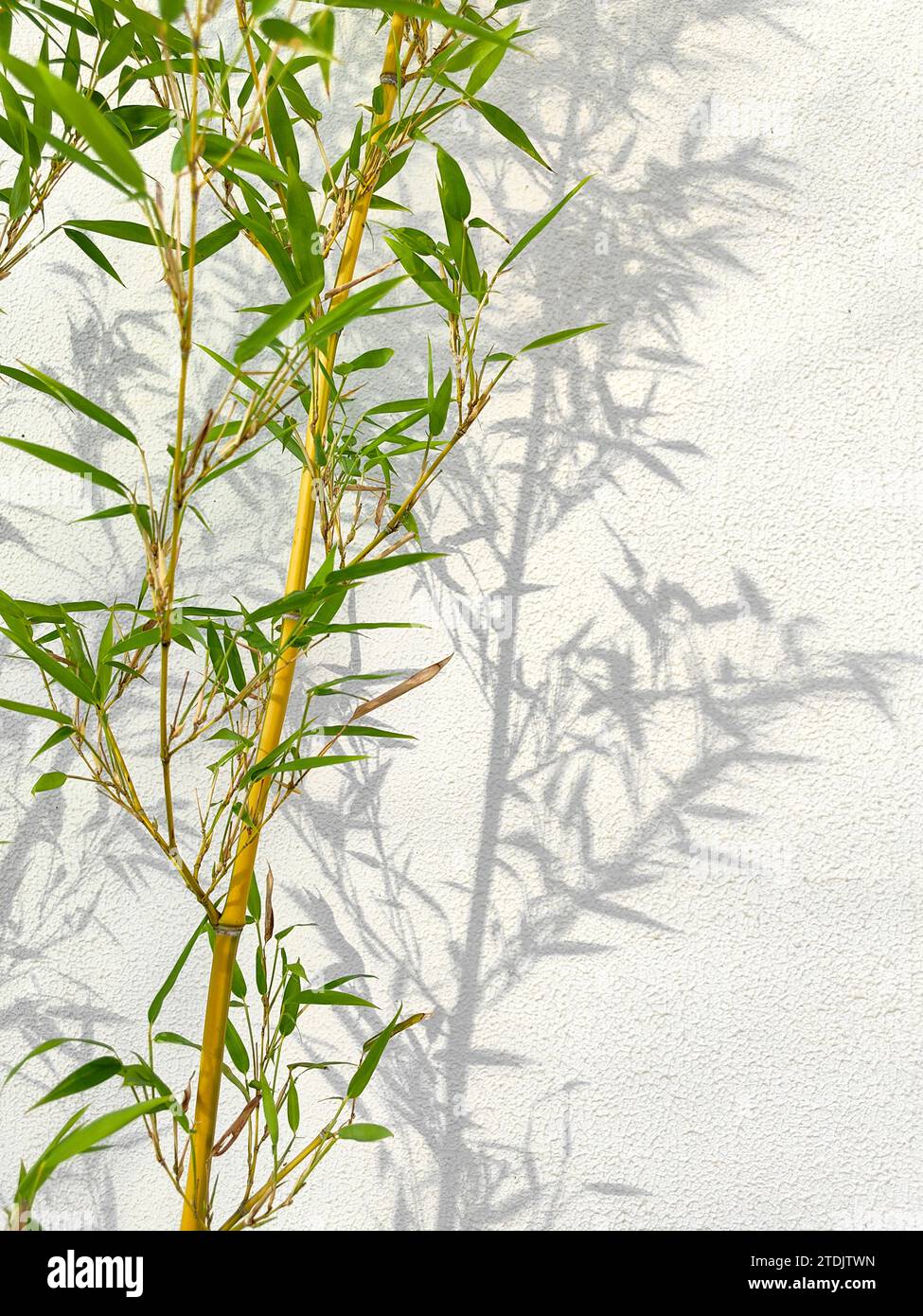 Bamboo in front of white background, bamboo shadow reflected on the ...