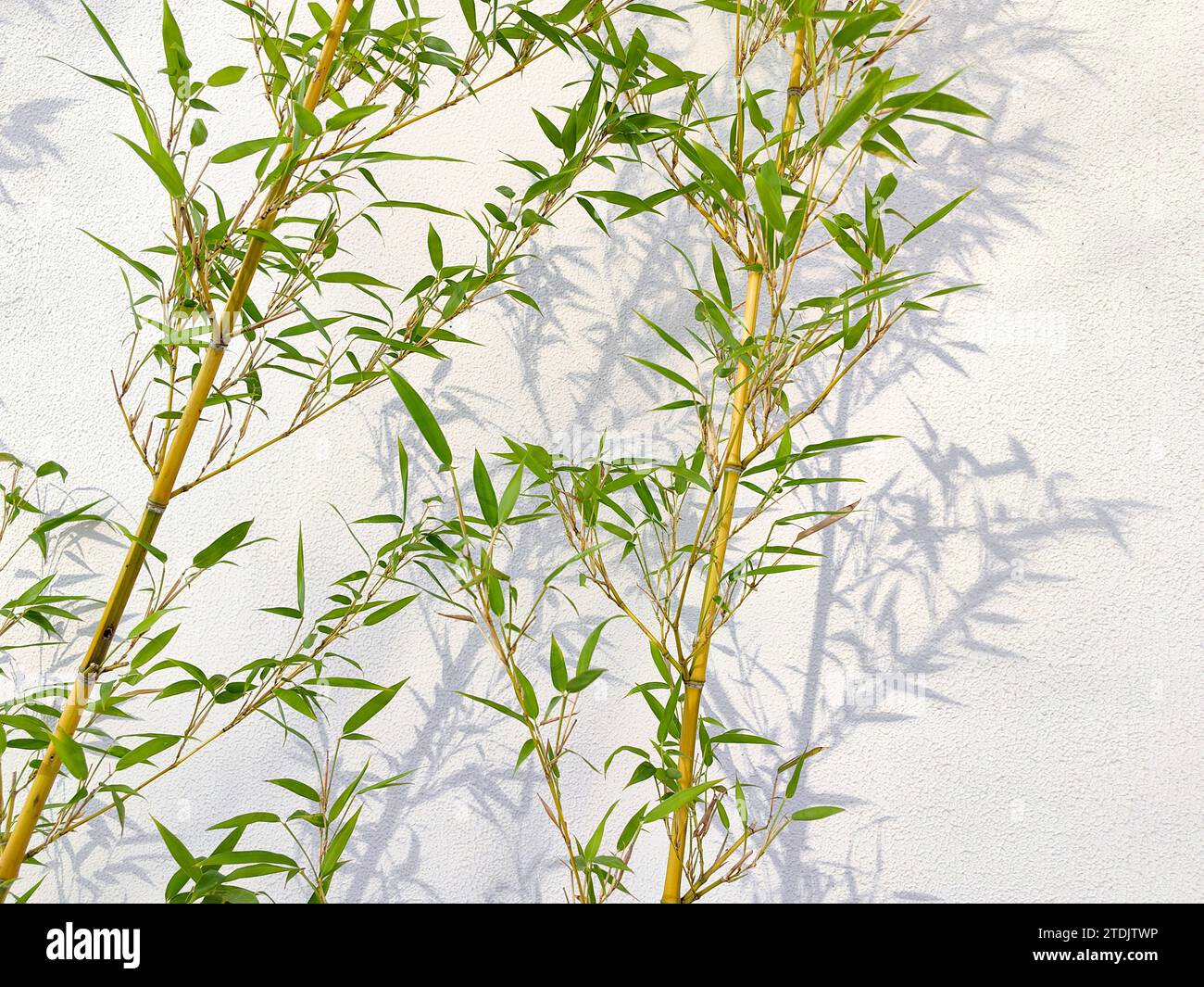 Bamboo in front of white background, bamboo shadow reflected on the ...