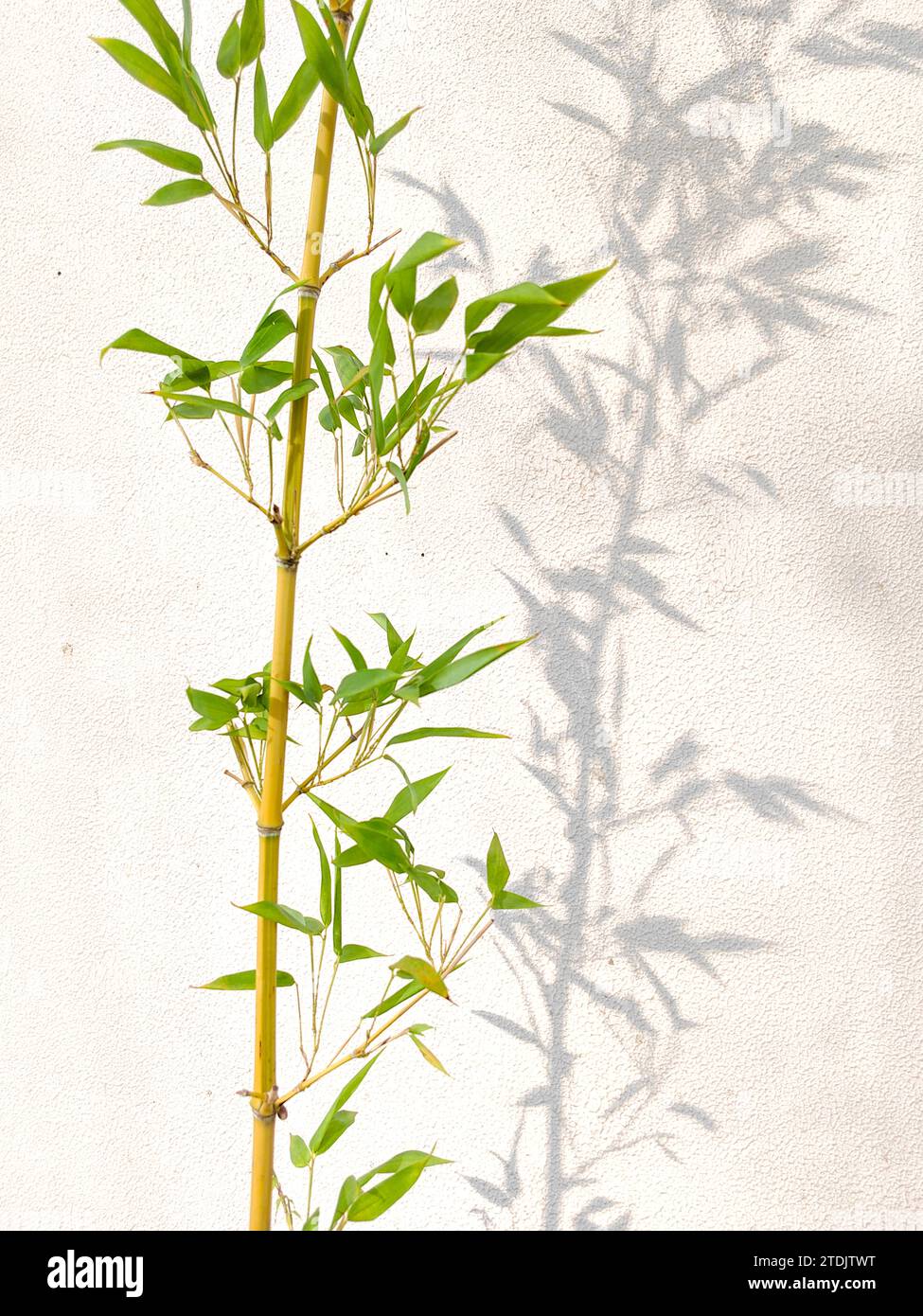 Bamboo in front of white background, bamboo shadow reflected on the ...