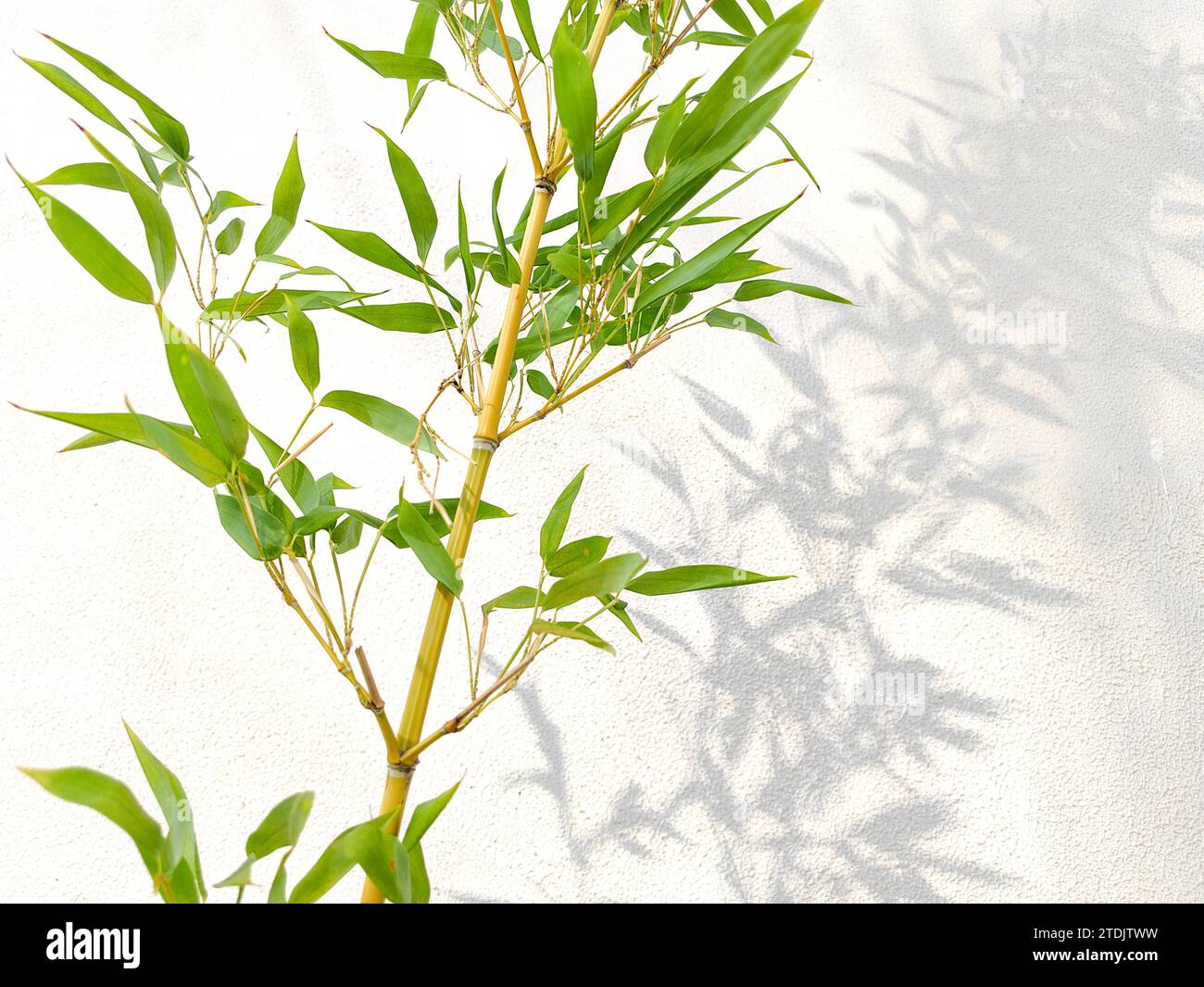 Bamboo in front of white background, bamboo shadow reflected on the ...