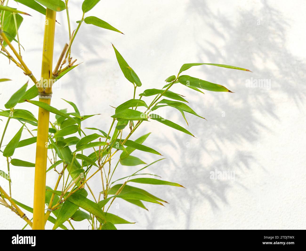 Bamboo in front of white background, bamboo shadow reflected on the ...