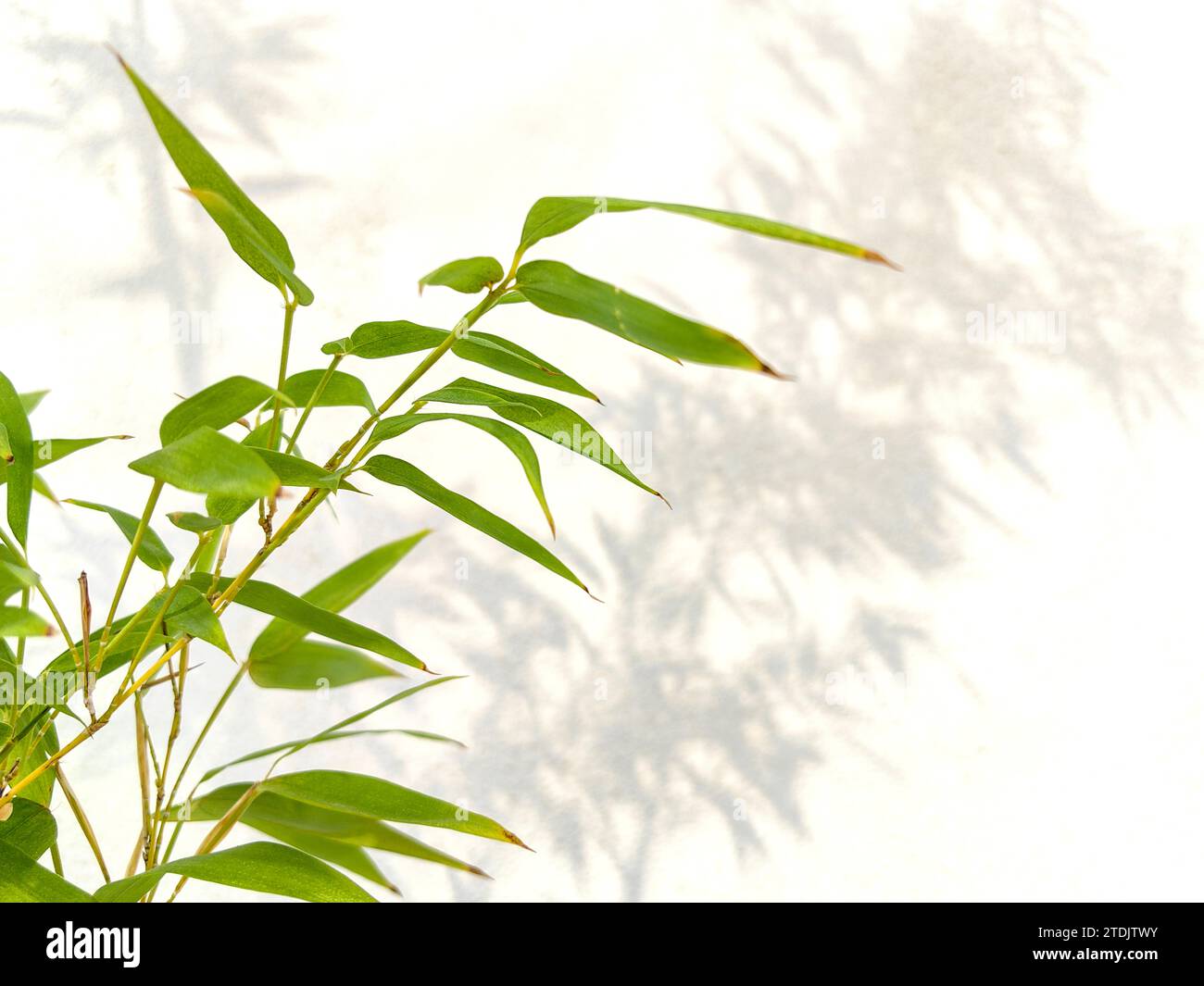 Bamboo in front of white background, bamboo shadow reflected on the ...