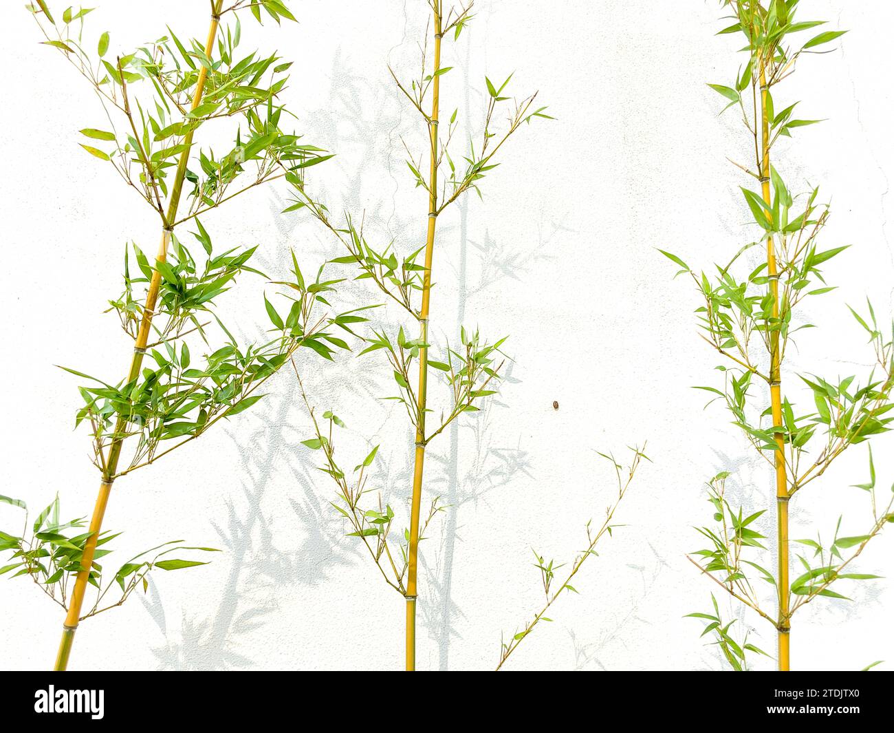 Bamboo in front of white background, bamboo shadow reflected on the ...
