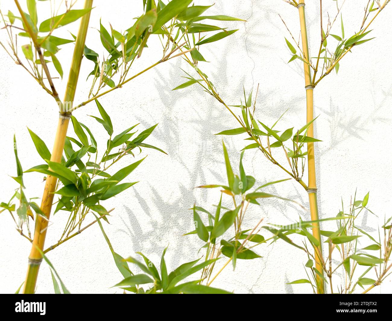 Bamboo in front of white background, bamboo shadow reflected on the ...
