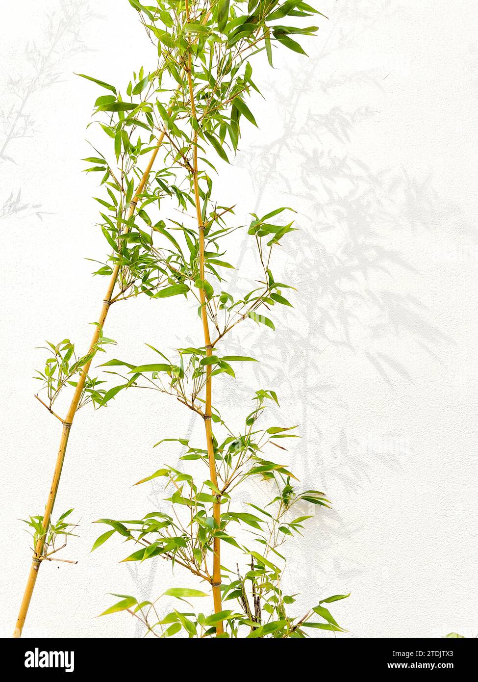 Bamboo in front of white background, bamboo shadow reflected on the ...