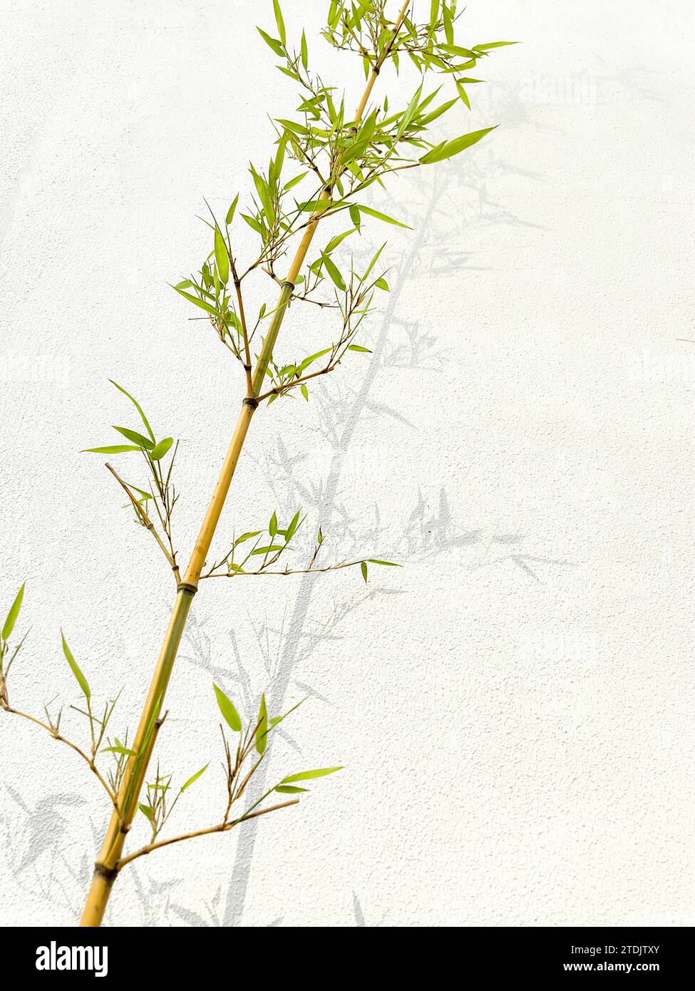 Bamboo in front of white background, bamboo shadow reflected on the ...