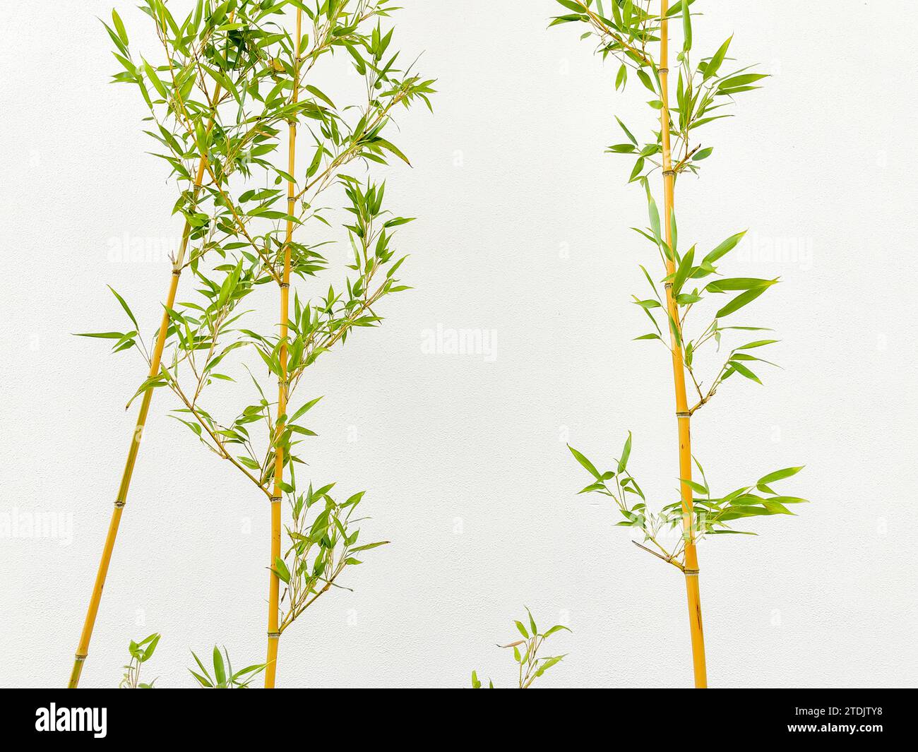Bamboo shadow swaying hi-res stock photography and images - Alamy