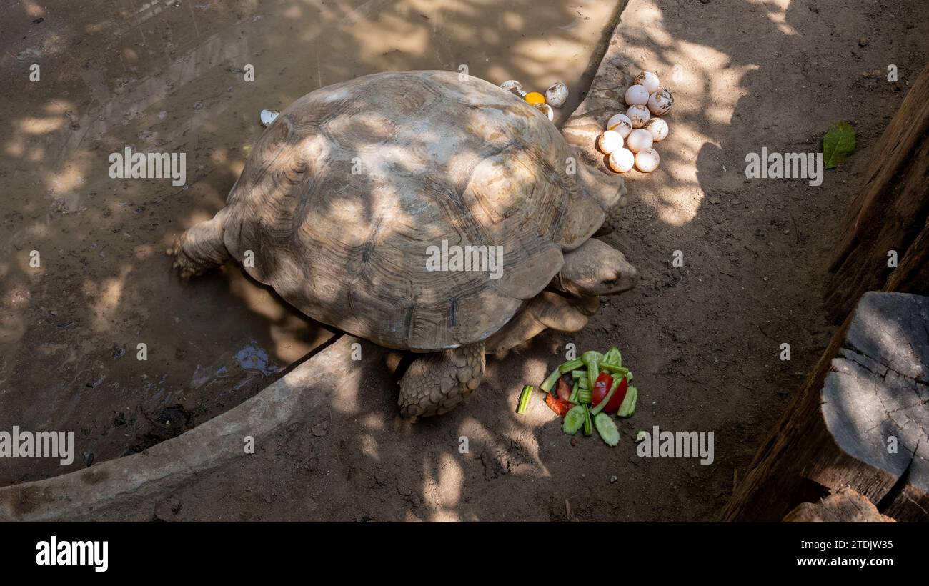 Turtles Terrapins and Tortoises Stock Photo - Alamy