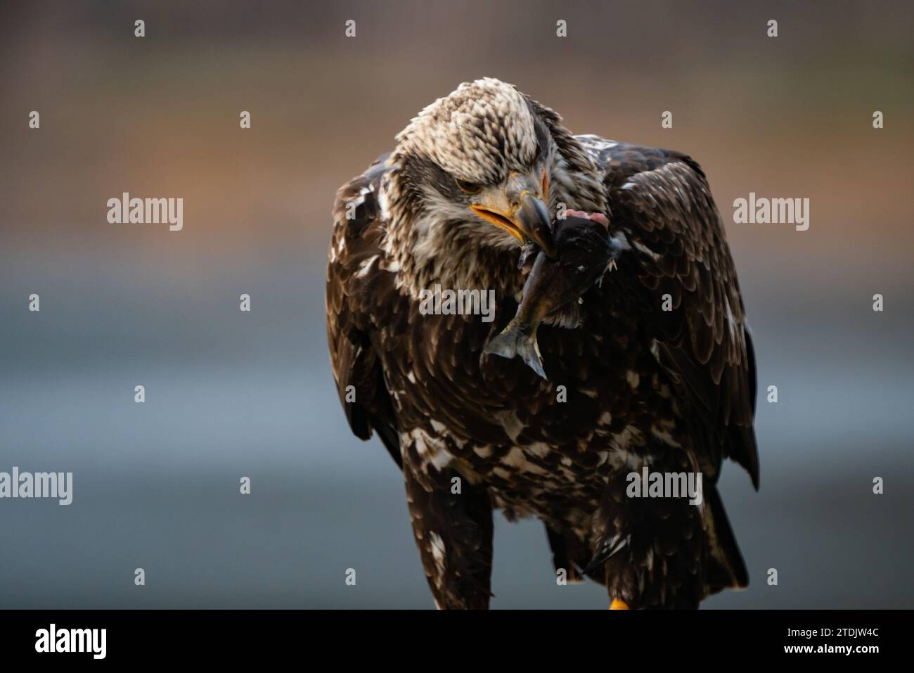 North idaho eagles hi-res stock photography and images - Alamy
