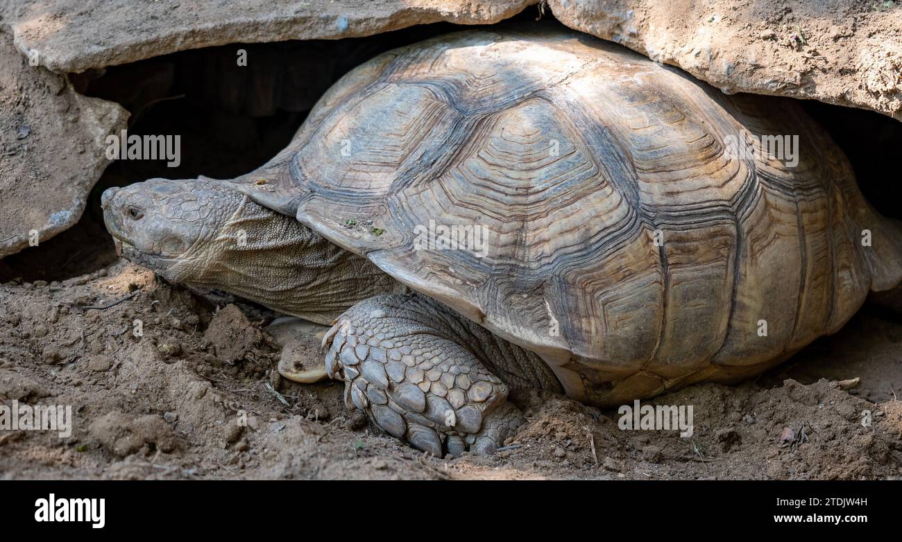 Waterbased animals hi-res stock photography and images - Alamy