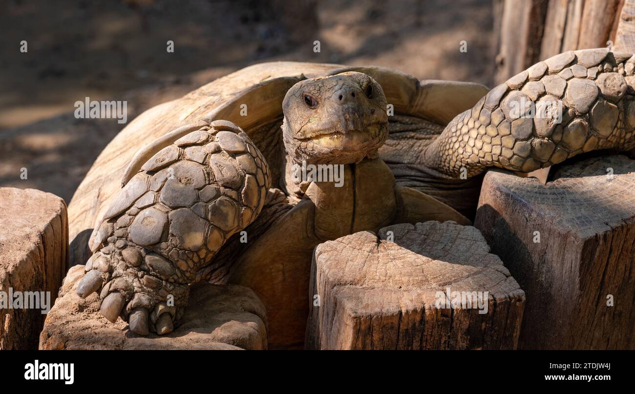 Turtles Terrapins and Tortoises Stock Photo - Alamy