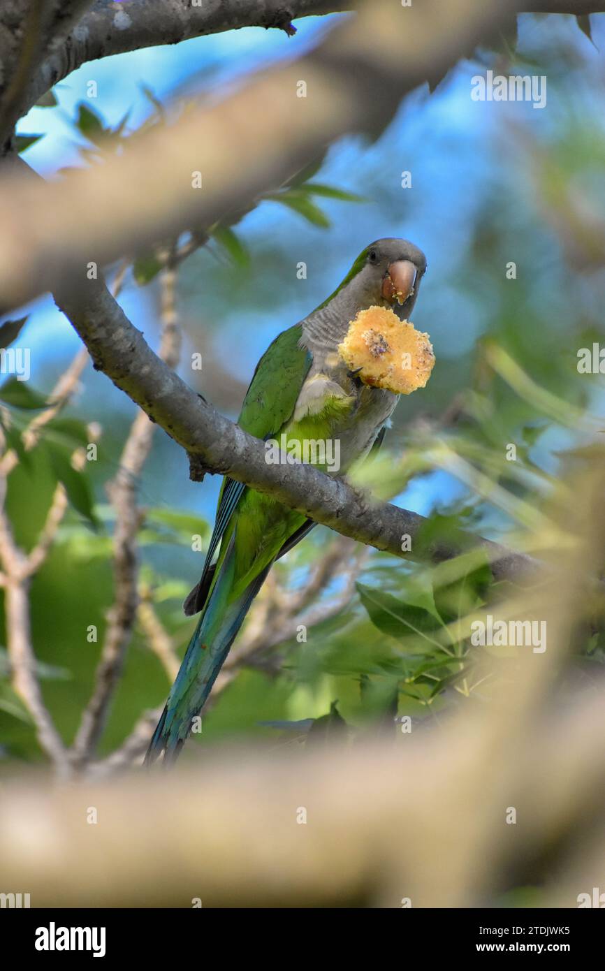 monk parakeet (Myiopsitta monachus) in the wild, feeding on a cookie ...