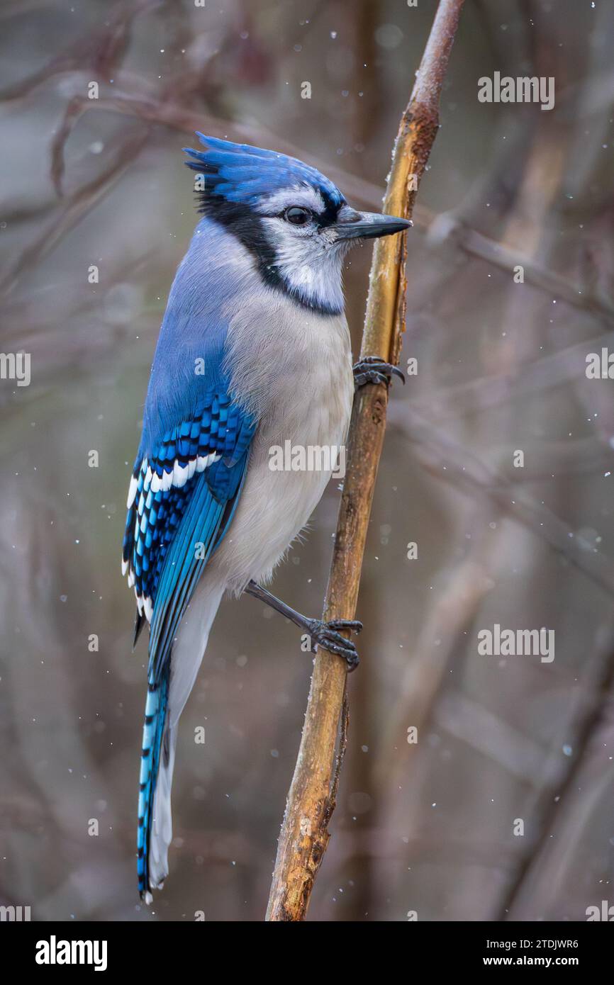 Male Blue Jay Male Blue Jay Hi Res Stock Photography And Images
