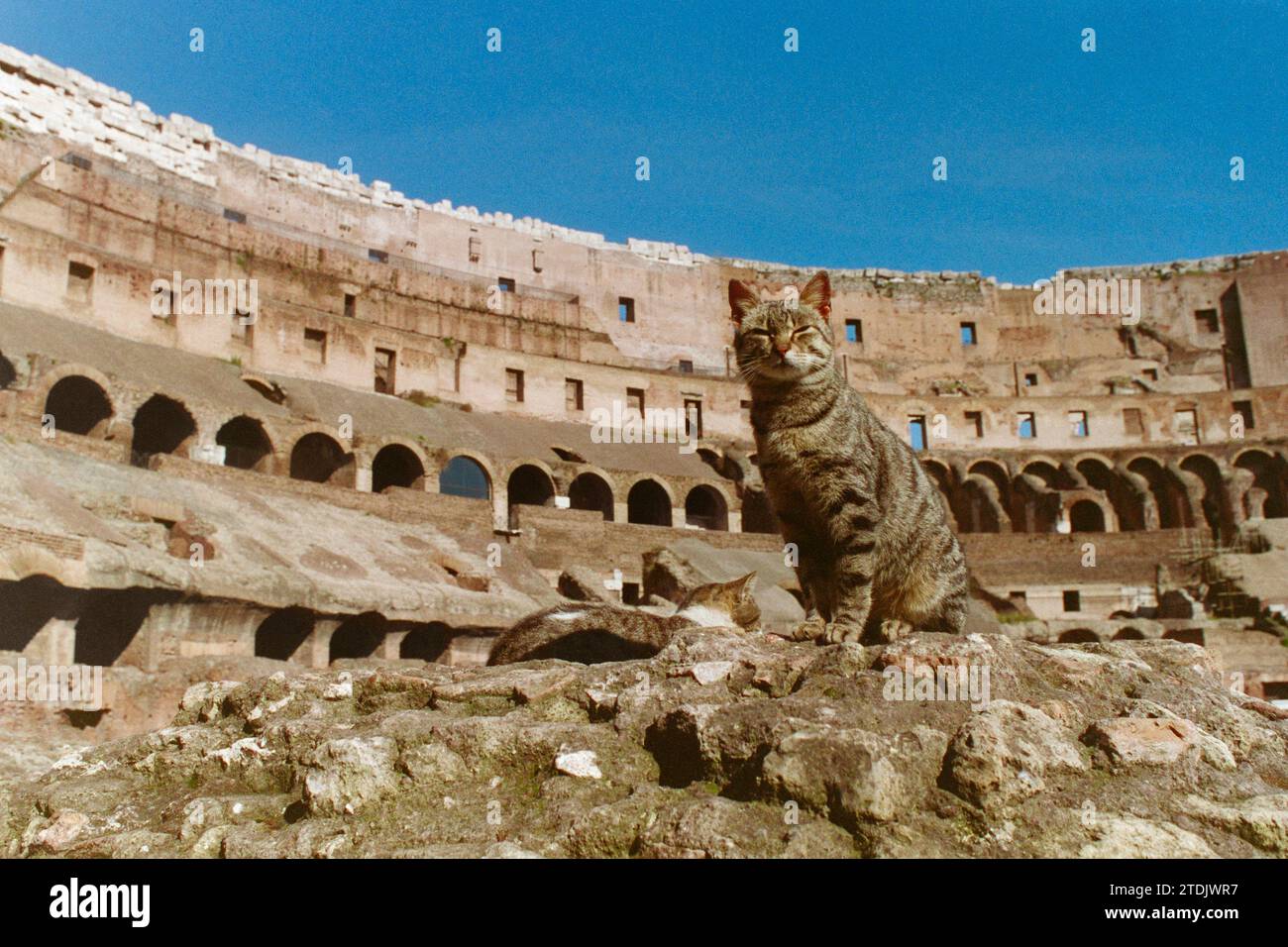 Archival 1994 film photograph of feral cat enjoying the sun in the ...