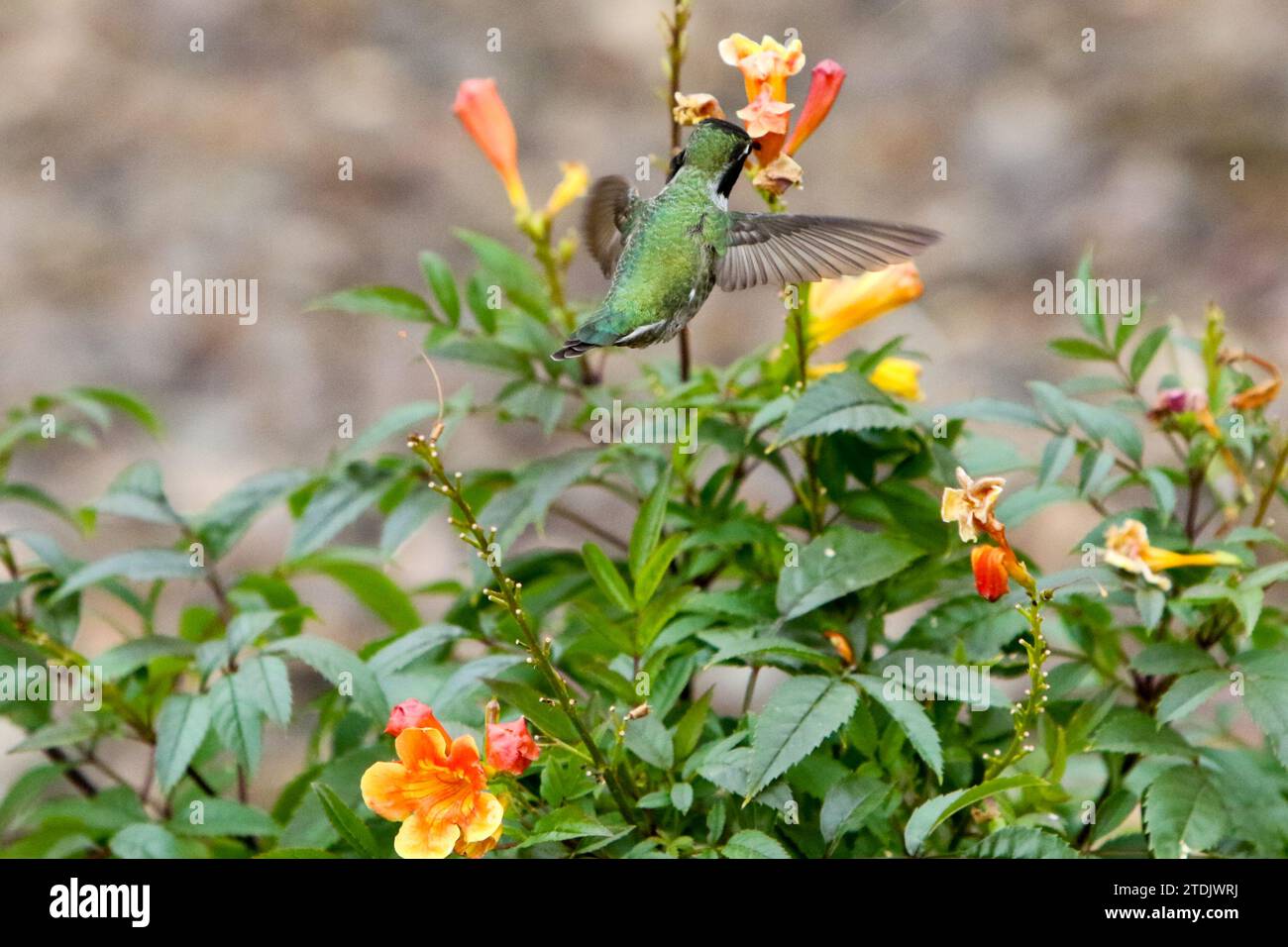 Bells of fire plant hi-res stock photography and images - Alamy